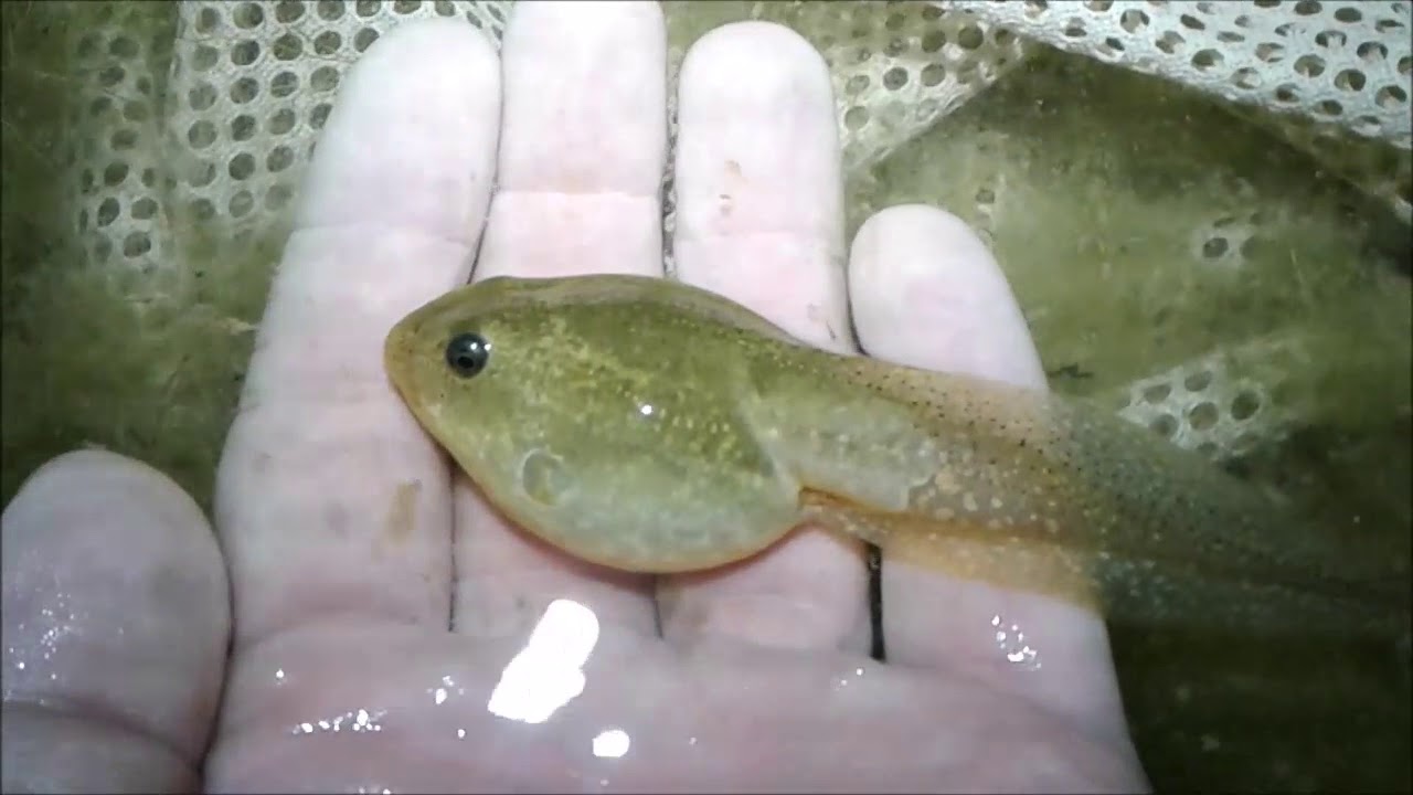 Fieldnotes With Ben Stegenga: Eastern Tiger Salamander | The Orianne ...