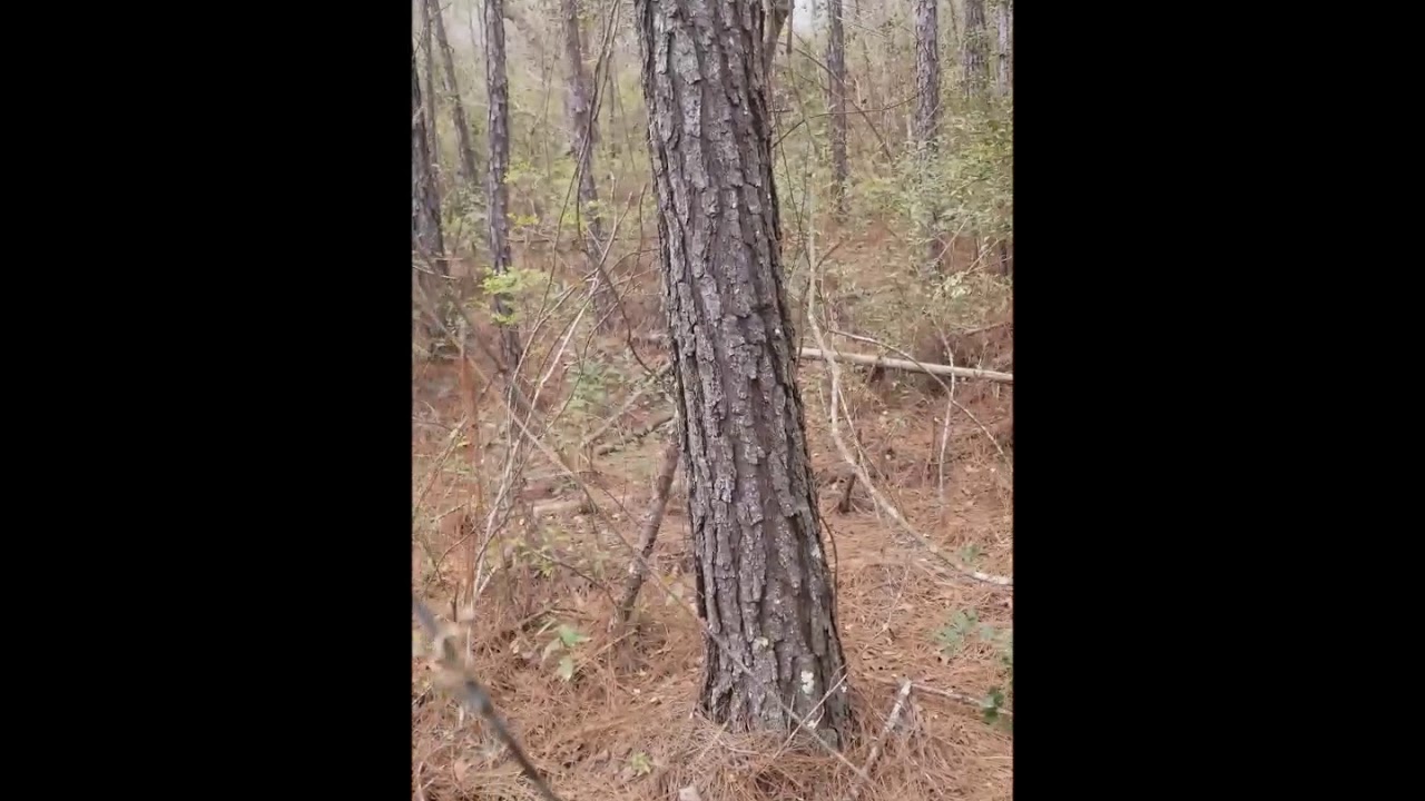 Fieldnotes With Ben Stegenga: Black Swamp Snake | The Orianne Society