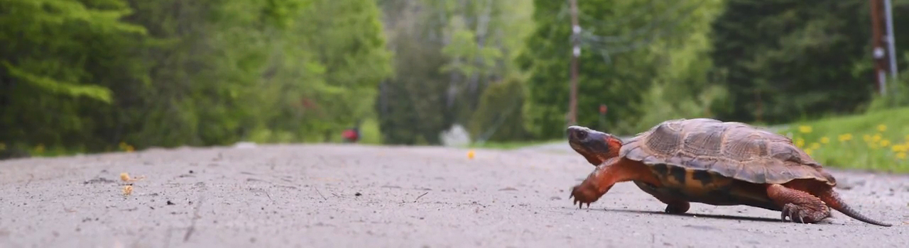Why Did The Turtle Cross The Road Marseasa why-did-the-turtle-cross-the-road-marseasa