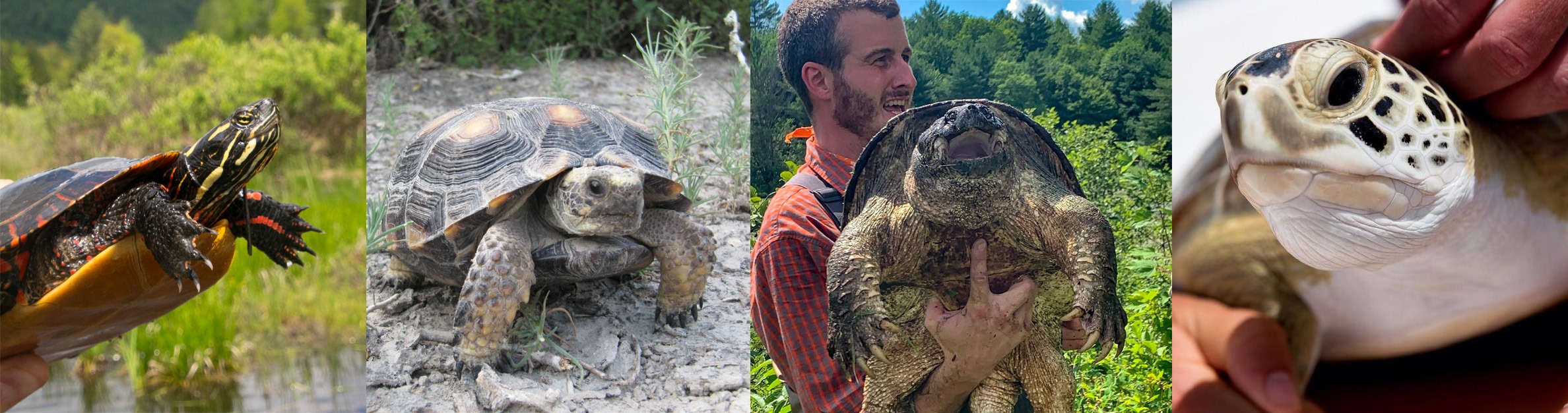 Frog And Turtle Combined
