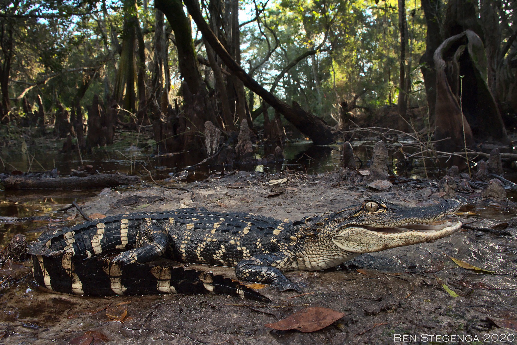 American Alligator - The Orianne Society