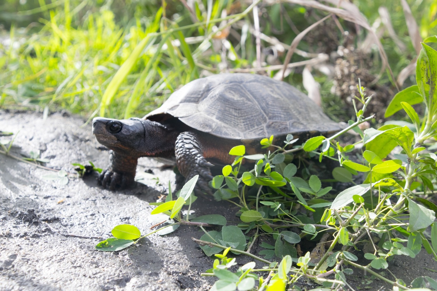 On the Personality of "Bruce" the Wood Turtle - The Orianne Society