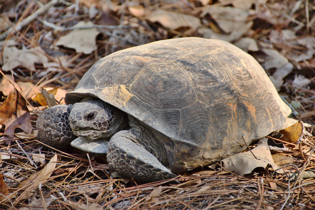 Gopher Tortoise