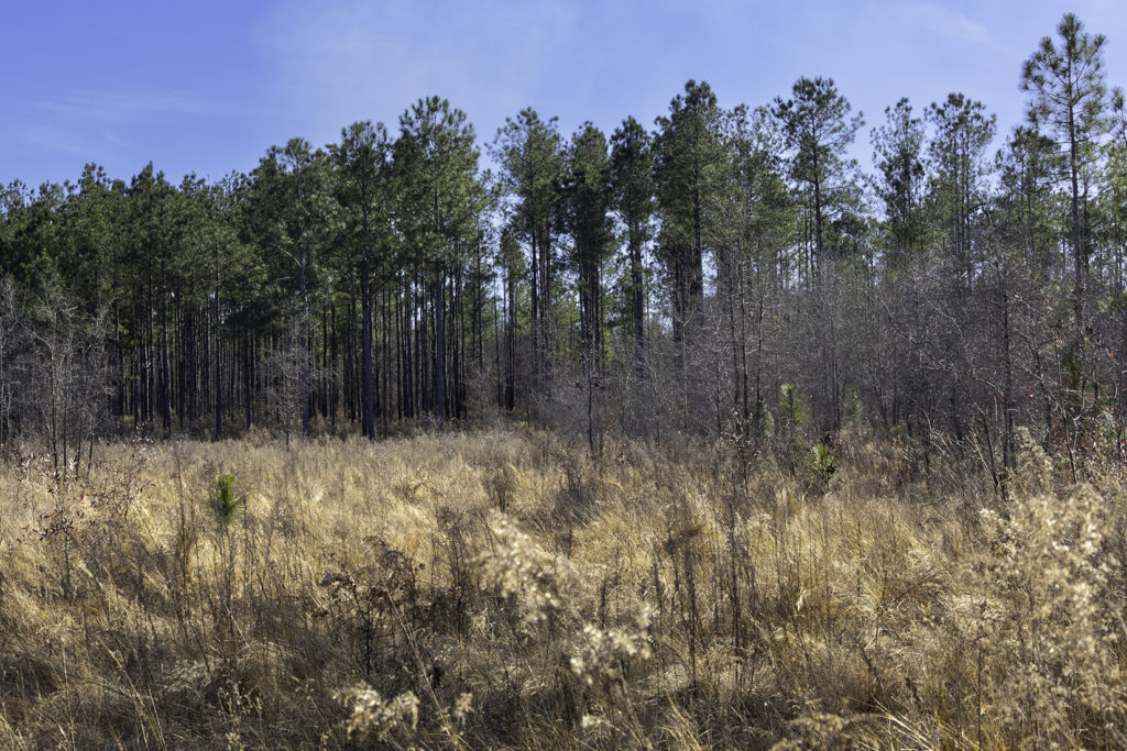 Longleaf Stewardship Center