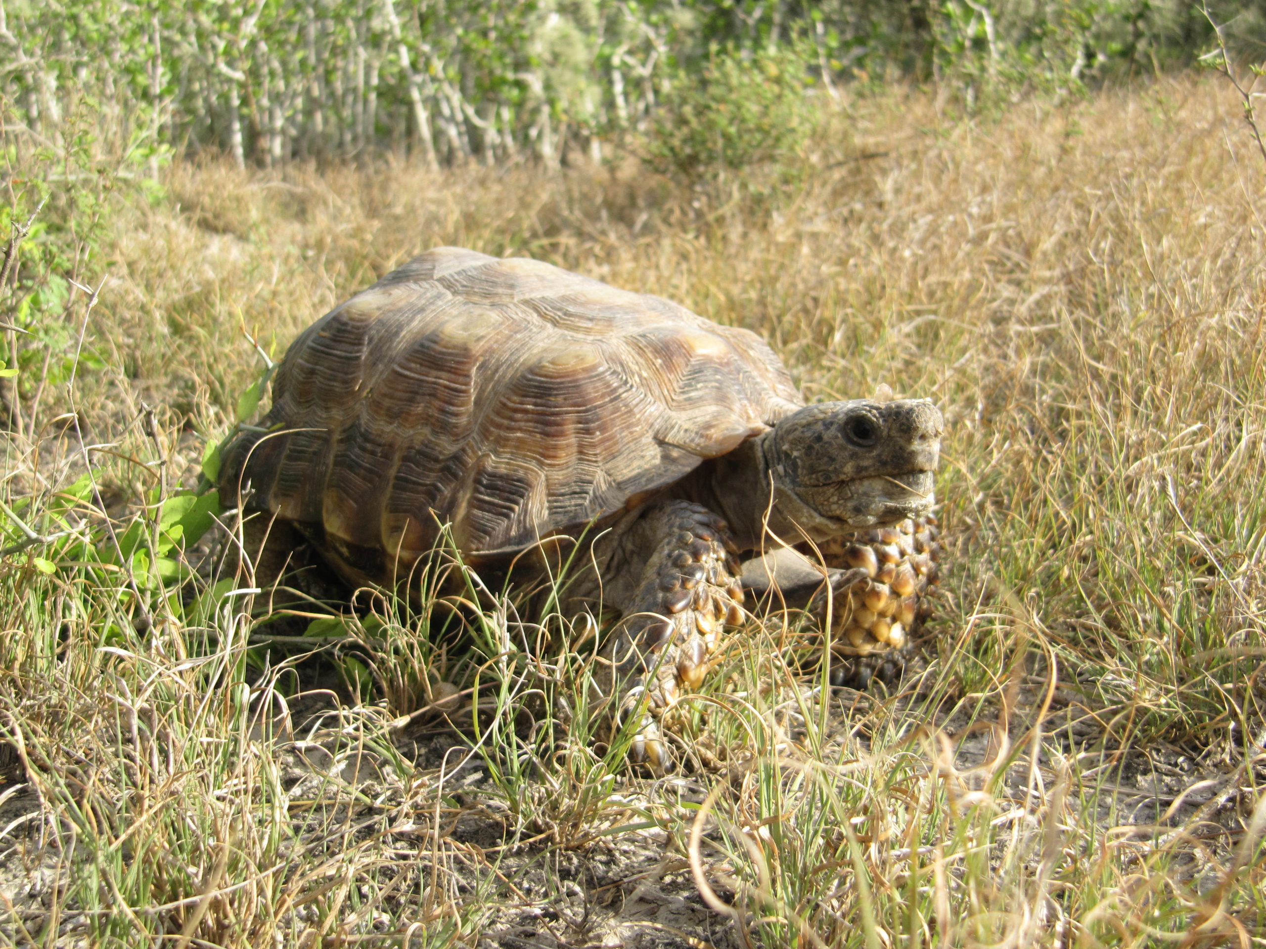 The Texas Tortoise - The Orianne Society The Texas Tortoise - The Orianne Society