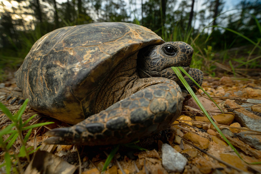 Gopher Tortoise The Orianne Society