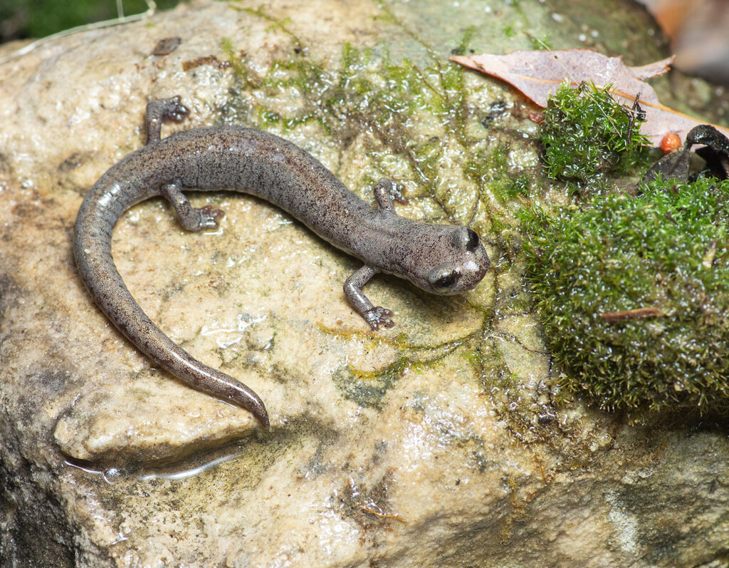 Inyo Mountains Salamander