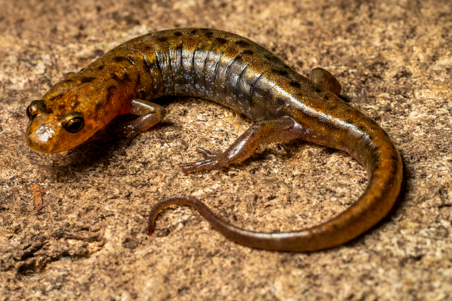 Exploring Salamander Dynamics