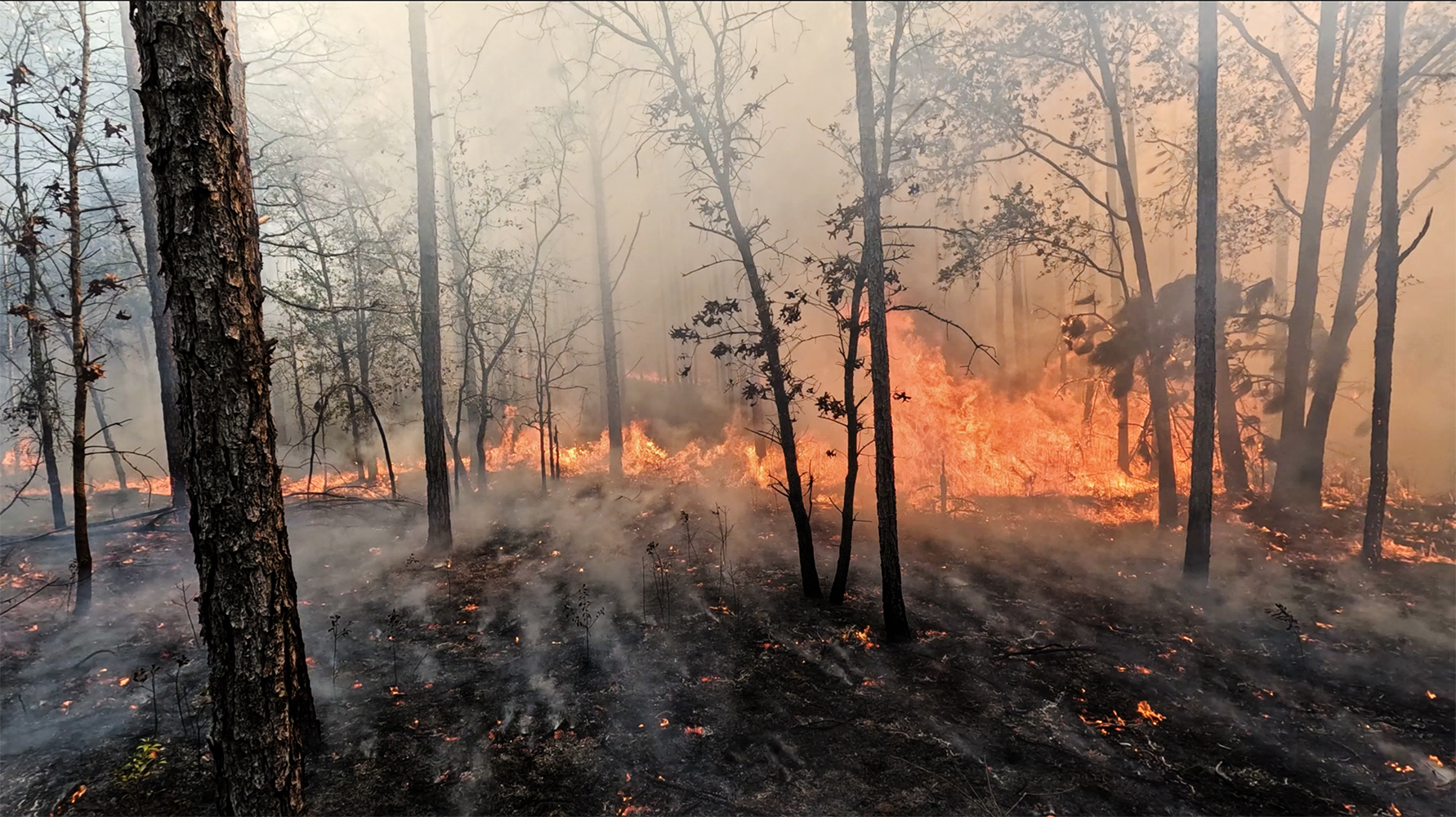 Creating Fire Breaks