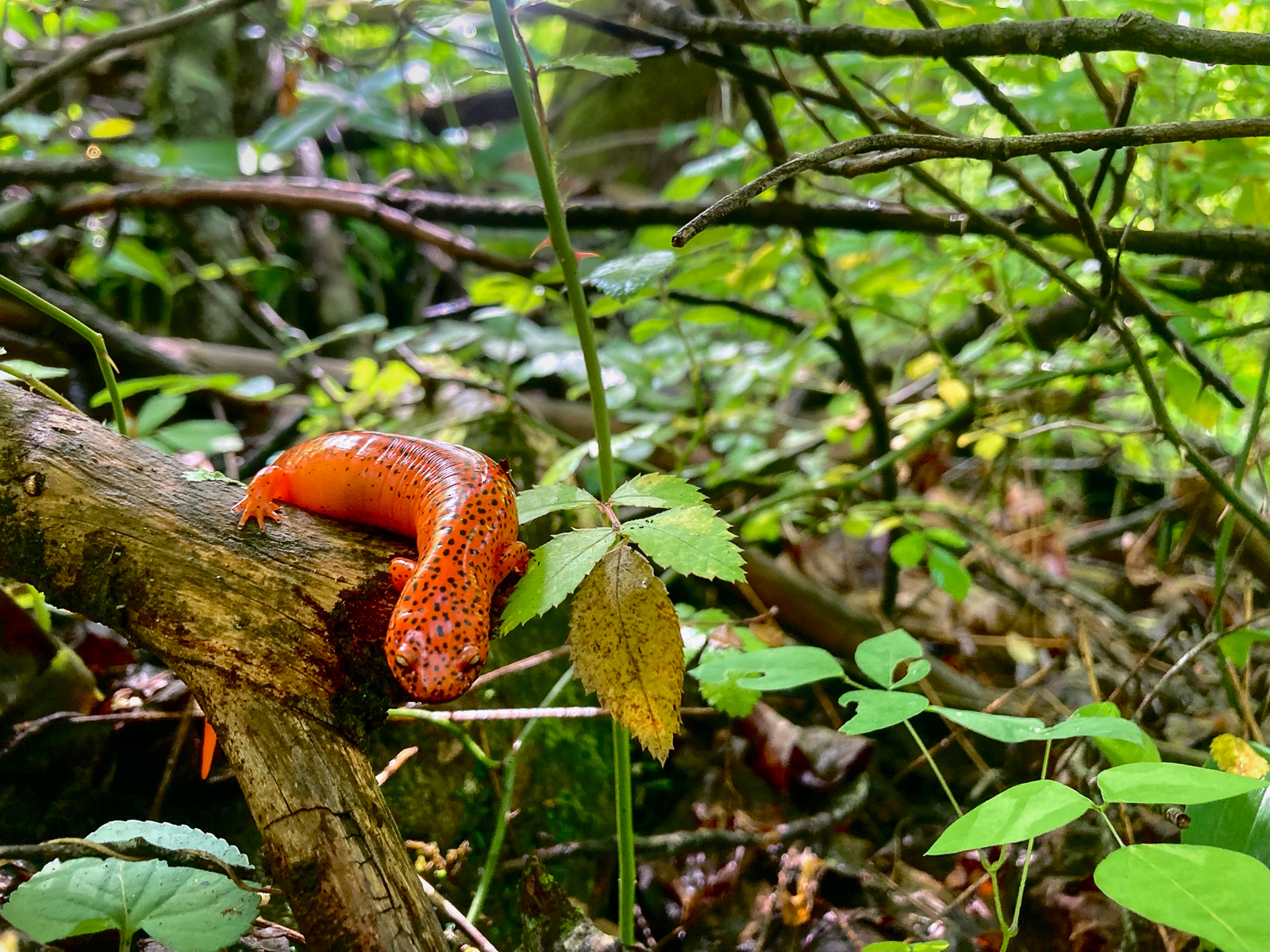 Summer Work on Salamander Conservation