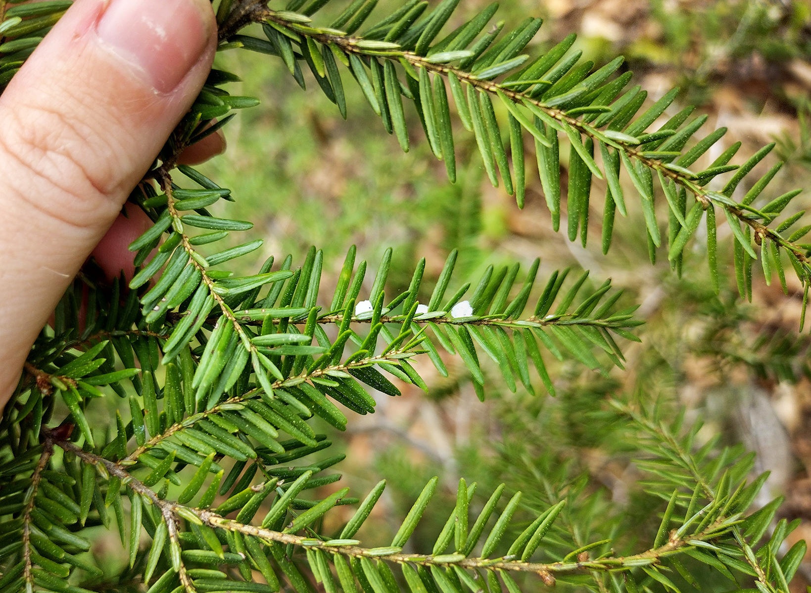Non-target effects of hemlock imidacloprid treatments: Physiological ...